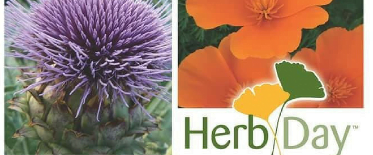 Herb Day Celebration | Downtown Frostburg